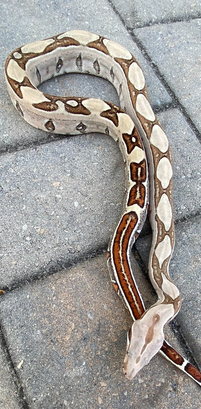 Good option for a second snake? - All Reptiles - MorphMarket Reptile ...